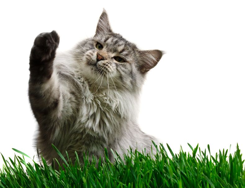 Gatti Maine Coon: storia e origine della razza | AmicoMaineCoon.it