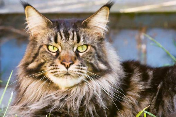 Maine Coon carattere e temperamento – AmicoMaineCoon.it
