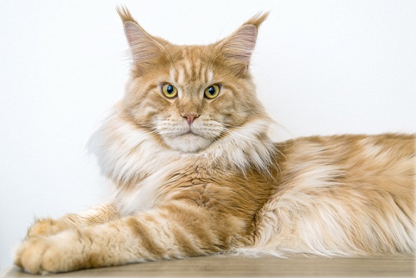 AmicoMaineCoon.it – Informazioni utili e consigli pratici sulla razza ...