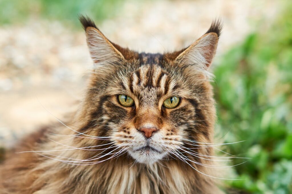 Il Maine Coon è un gatto anallergico? Tutto quello che devi sapere ...